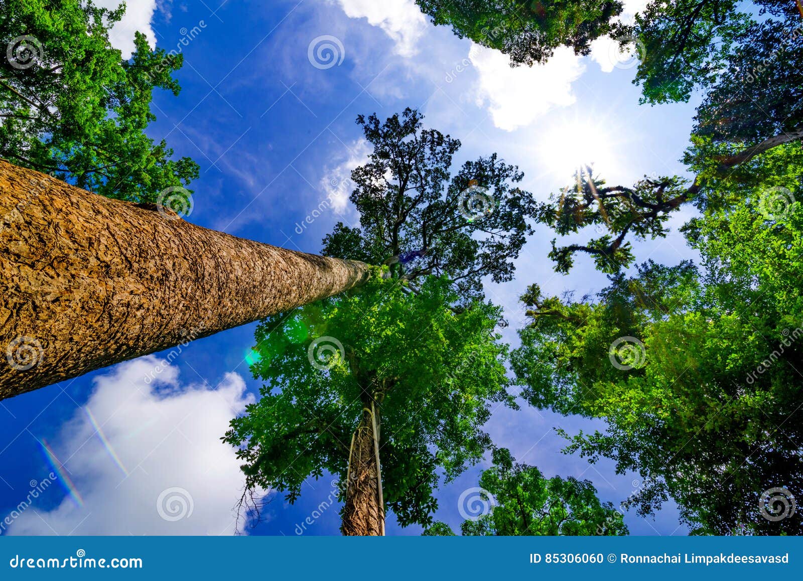 The Canopy of Tall Trees Framing a Clear Blue Sky Stock Photo - Image ...
