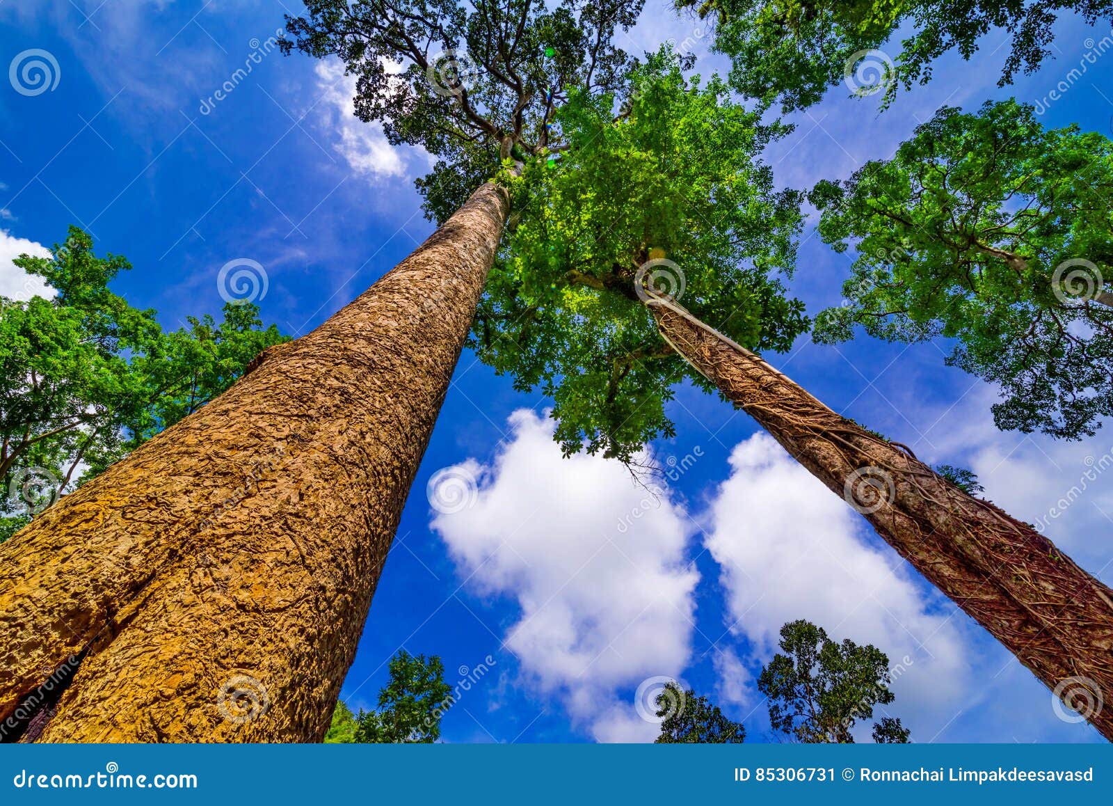 The Canopy of Tall Trees Framing a Clear Blue Sky Stock Image - Image ...