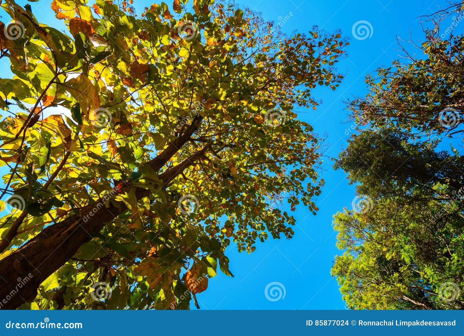 Trees Framing Trees Royalty-Free Stock Photo | CartoonDealer.com #230240247