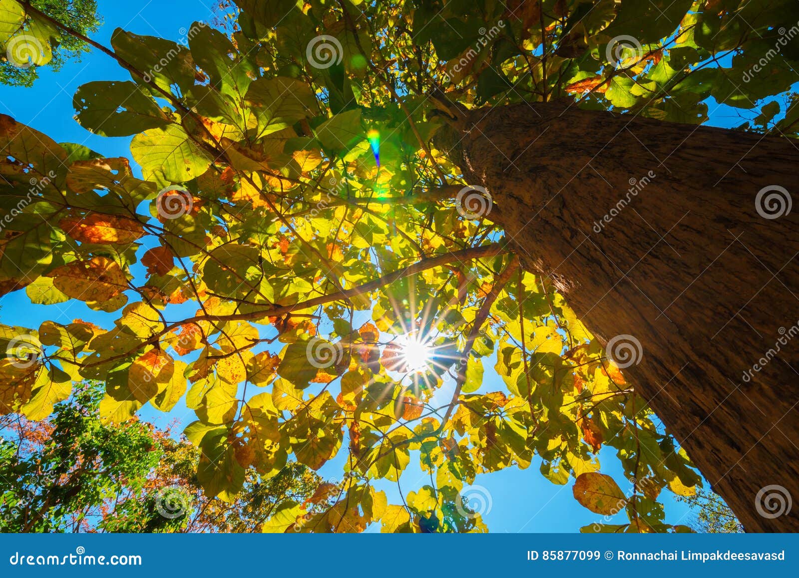 The Canopy of Tall Trees Framing a Clear Blue Sky Stock Image - Image ...
