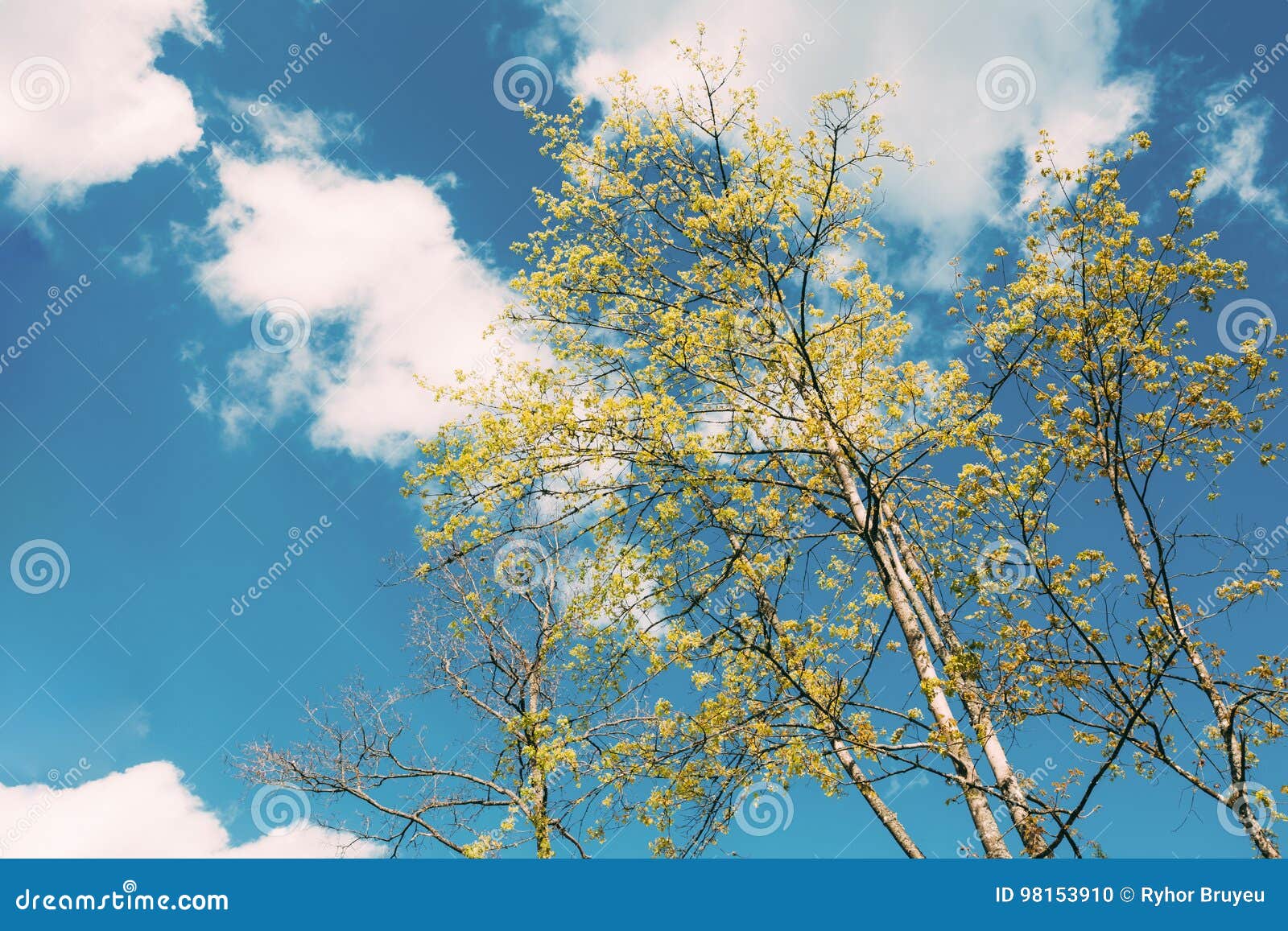 Canopy of Tall Young Trees. Sunny Day Stock Photo - Image of tall ...