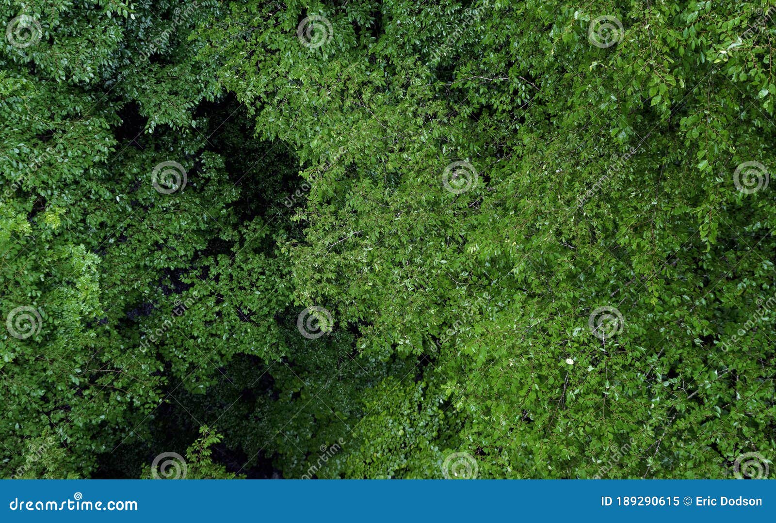 Top-down canopy texture stock image. Image of natural - 189290615