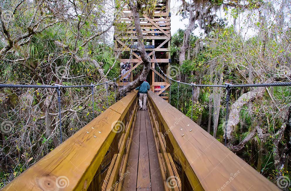 Canopy Trail, Florida stock image. Image of destination - 28632561