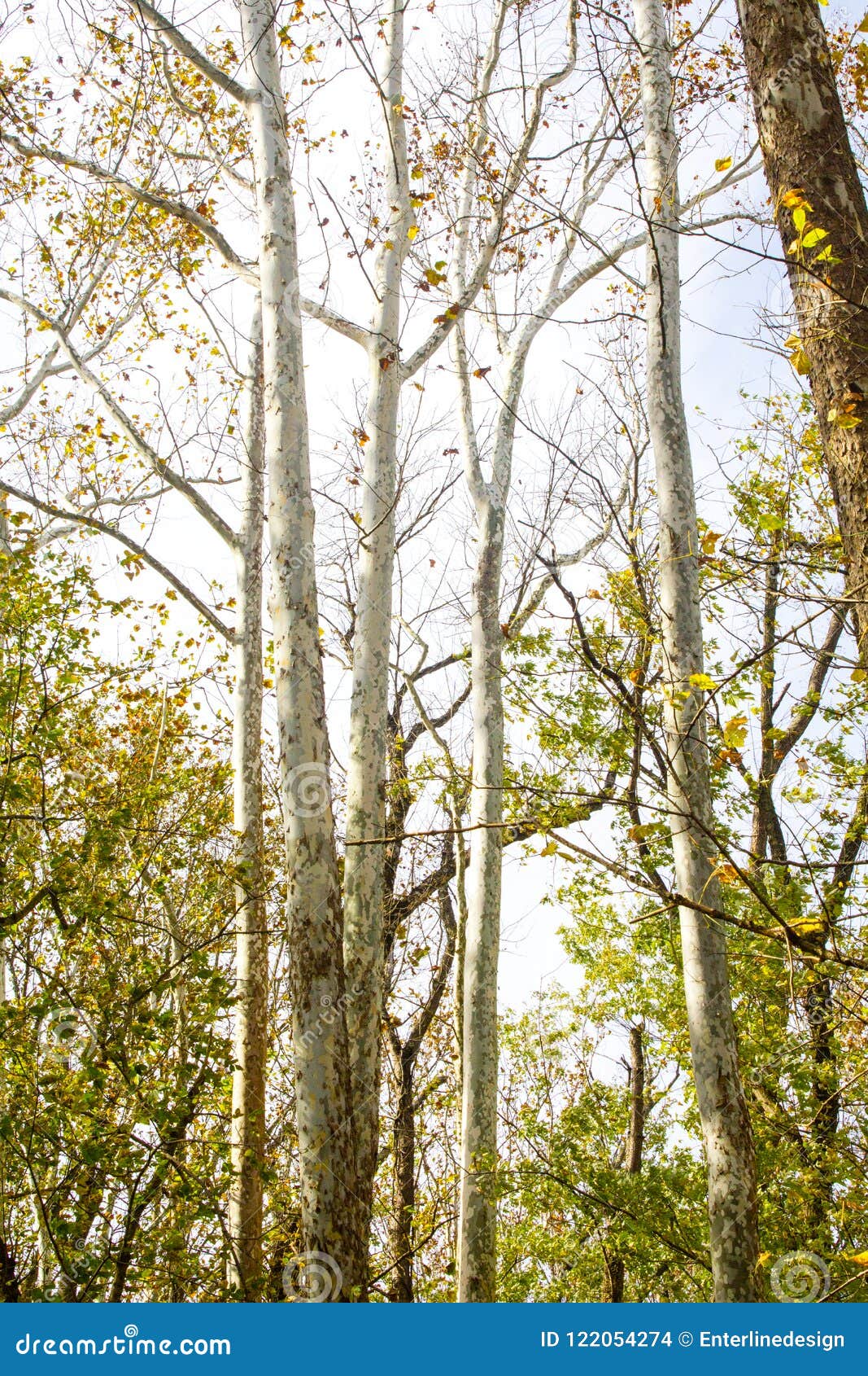 Tree Canopy of Leaves stock photo. Image of forest, canopy - 122054274