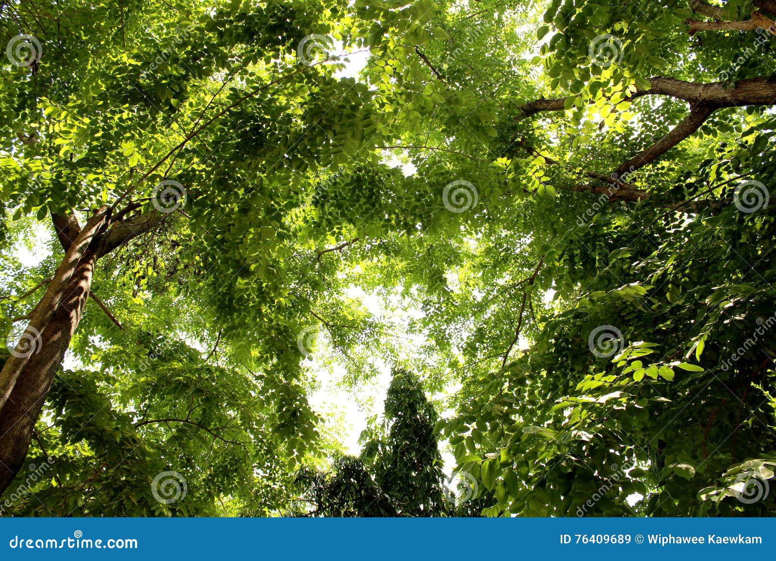 Canopy of tree stock image. Image of color, sunny, leaf - 76409689
