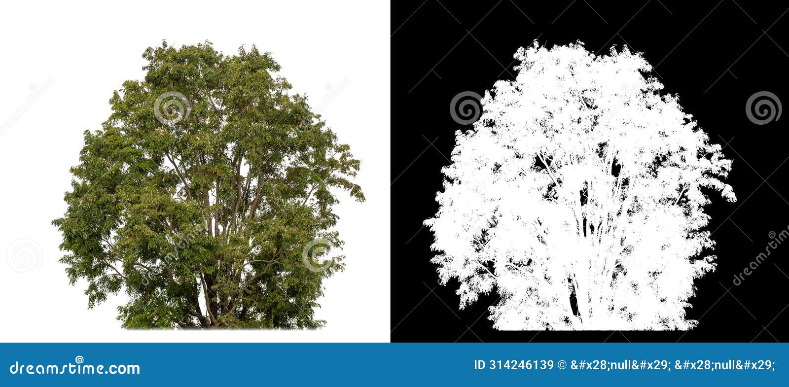 Canopy Tree on White Background with Clipping Path and Alpha Channel on ...