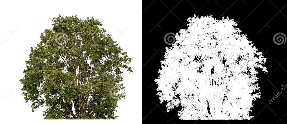 Canopy Tree on White Background with Clipping Path and Alpha Channel on ...