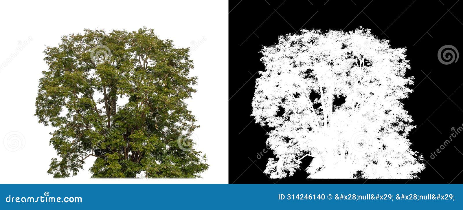 Canopy Tree on White Background with Clipping Path and Alpha Channel on ...