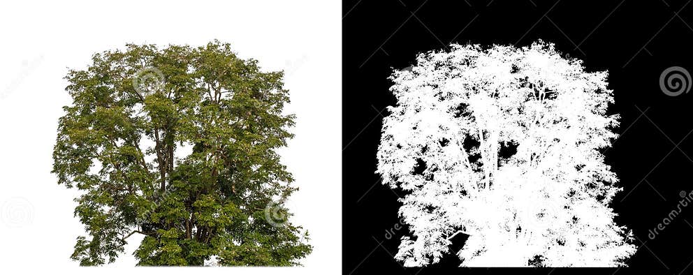 Canopy Tree on White Background with Clipping Path and Alpha Channel on ...