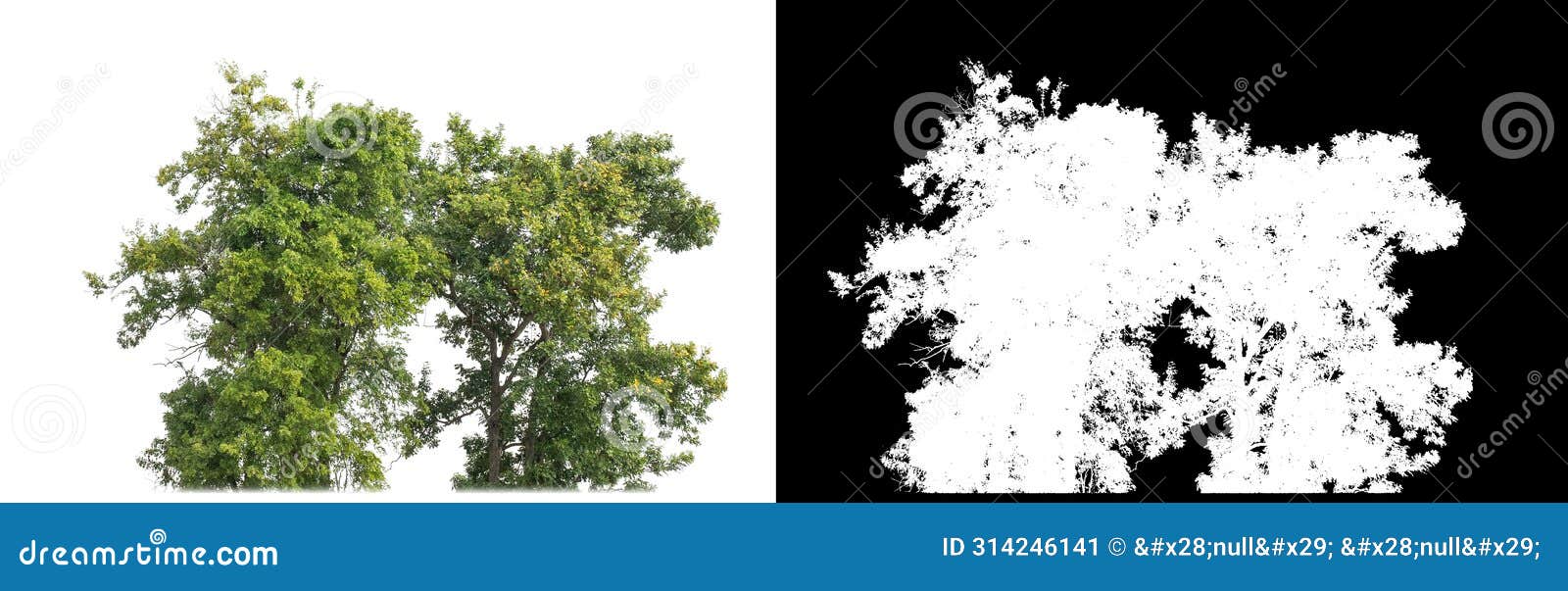 Canopy Tree on White Background with Clipping Path and Alpha Channel on ...