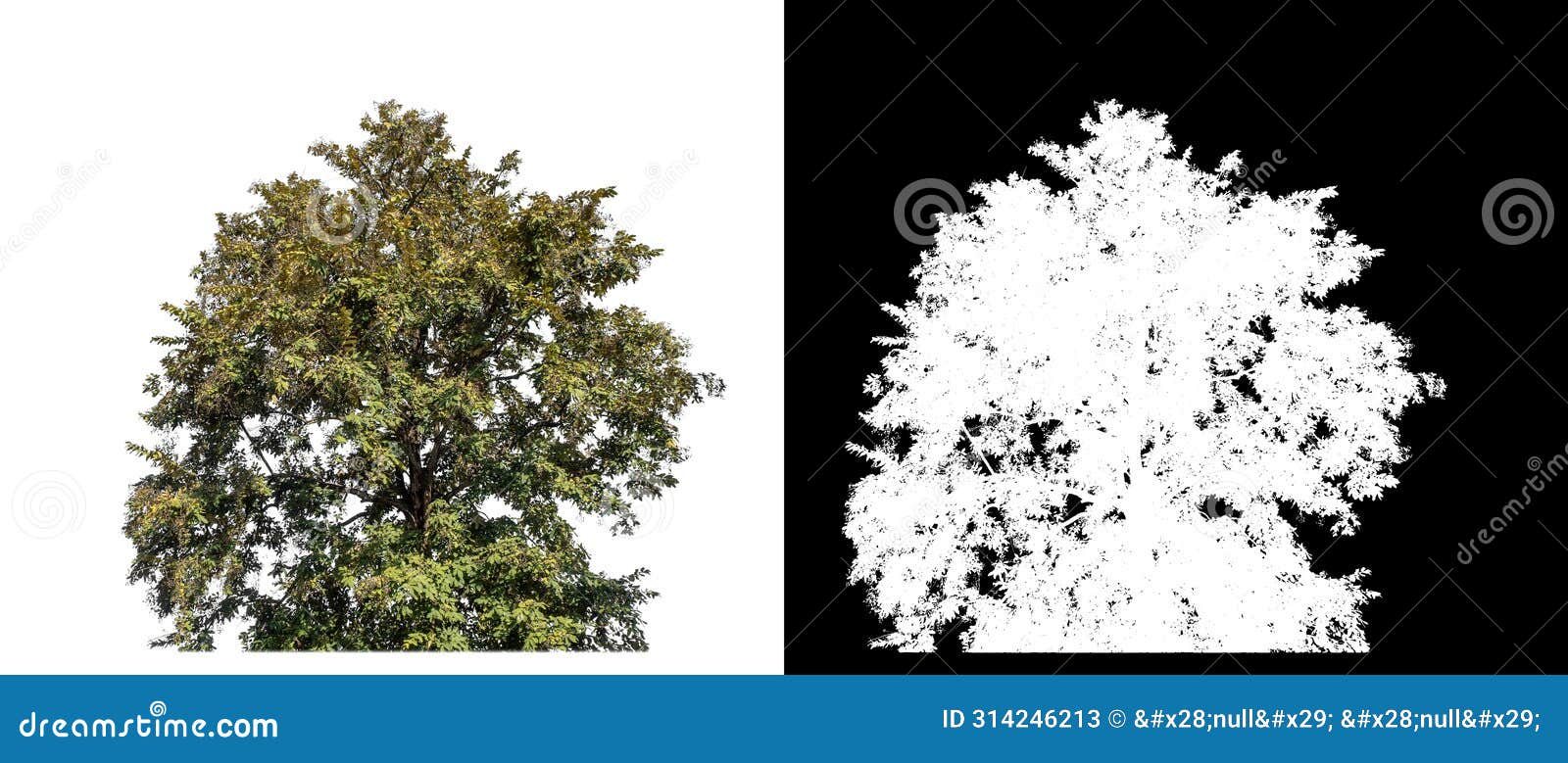 Canopy Tree on White Background with Clipping Path and Alpha Channel on ...