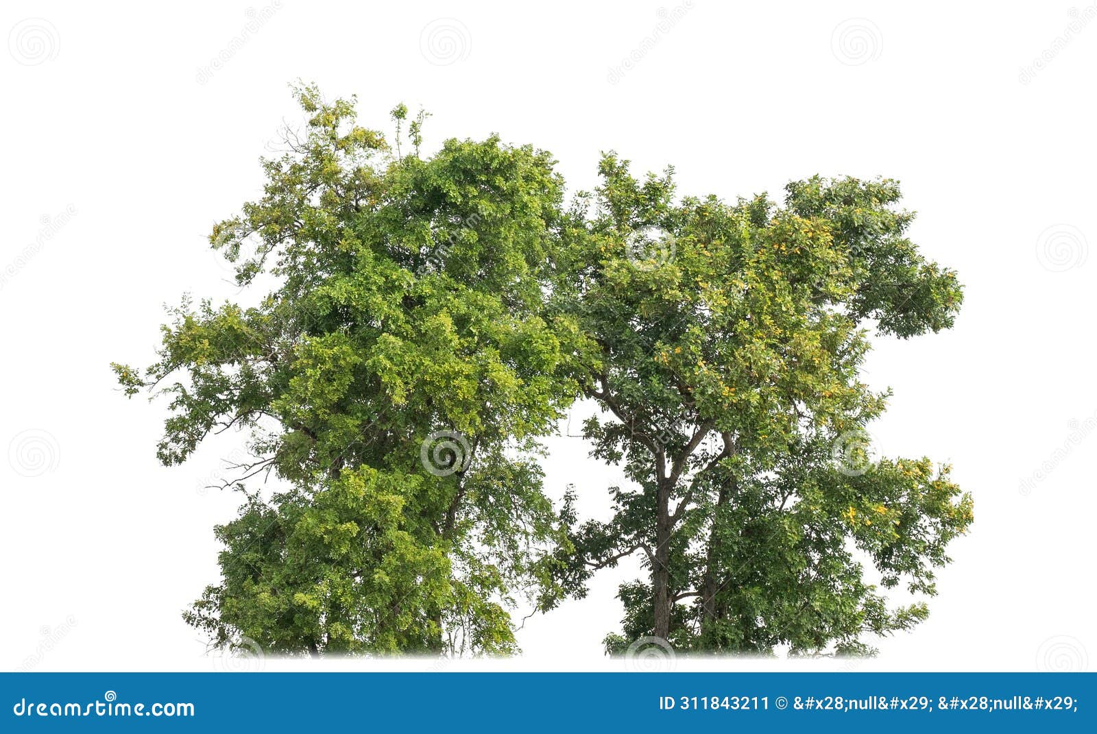 Canopy Tree on White Background with Clipping Path and Alpha Channel ...