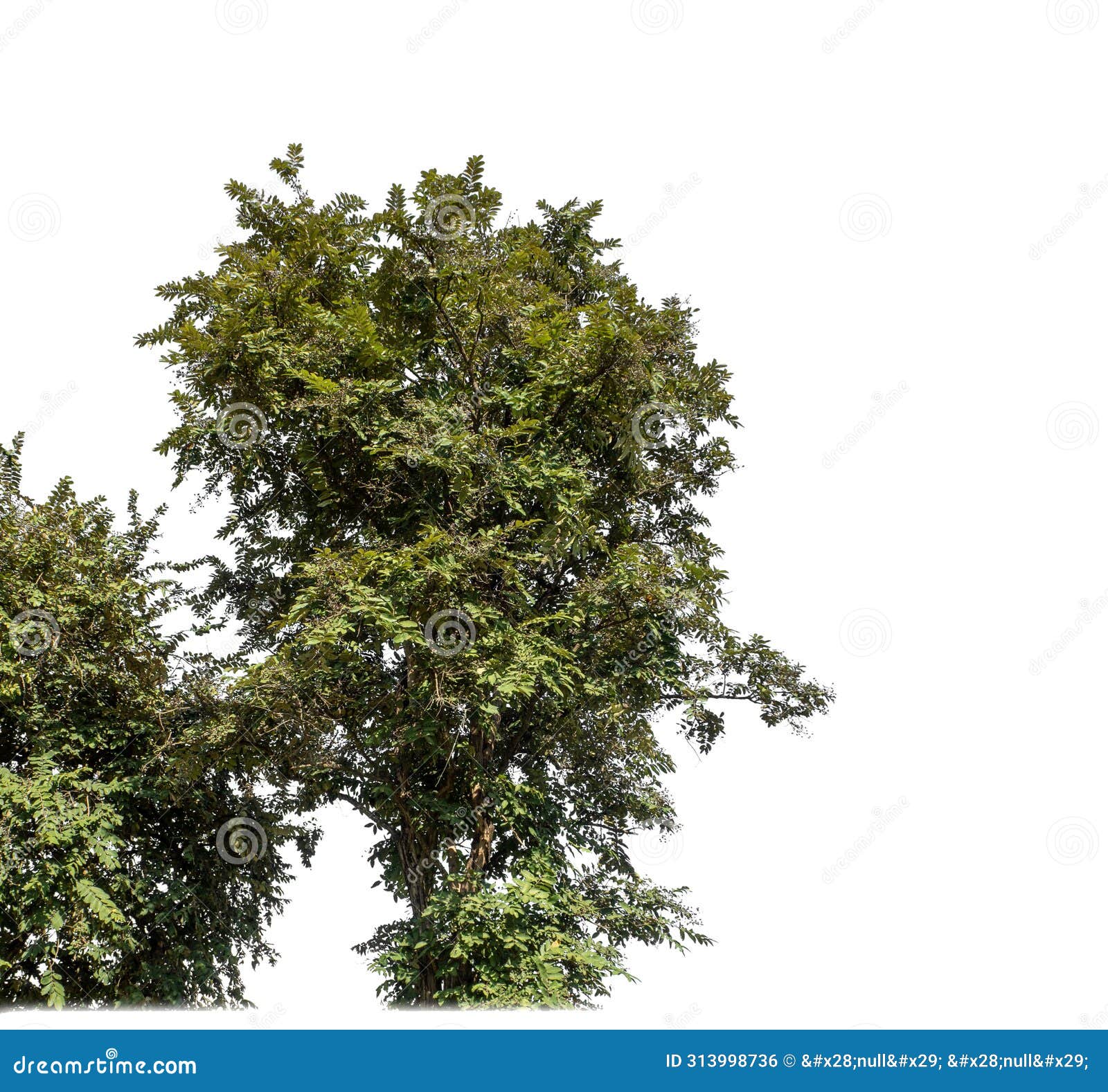 Canopy Tree on White Background with Clipping Path and Alpha Channel ...