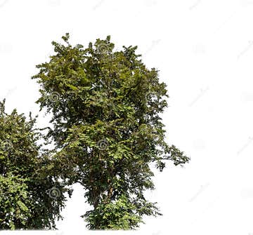 Canopy Tree on White Background with Clipping Path and Alpha Channel ...