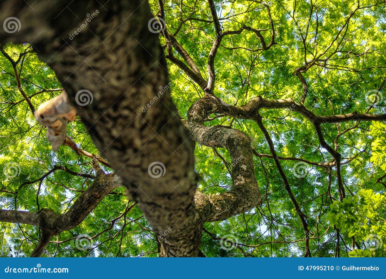 Canopy tree in a woodland stock photo. Image of nature - 47995210