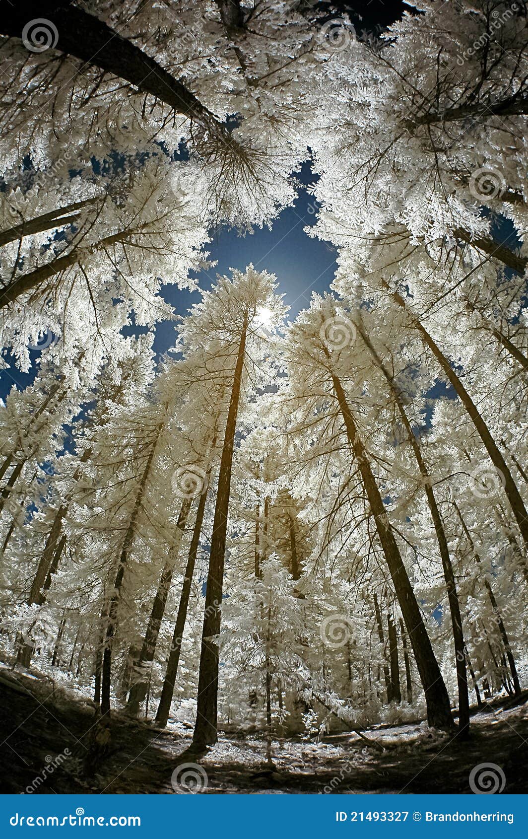 Canopy of Trees stock image. Image of plant, outdoors - 21493327