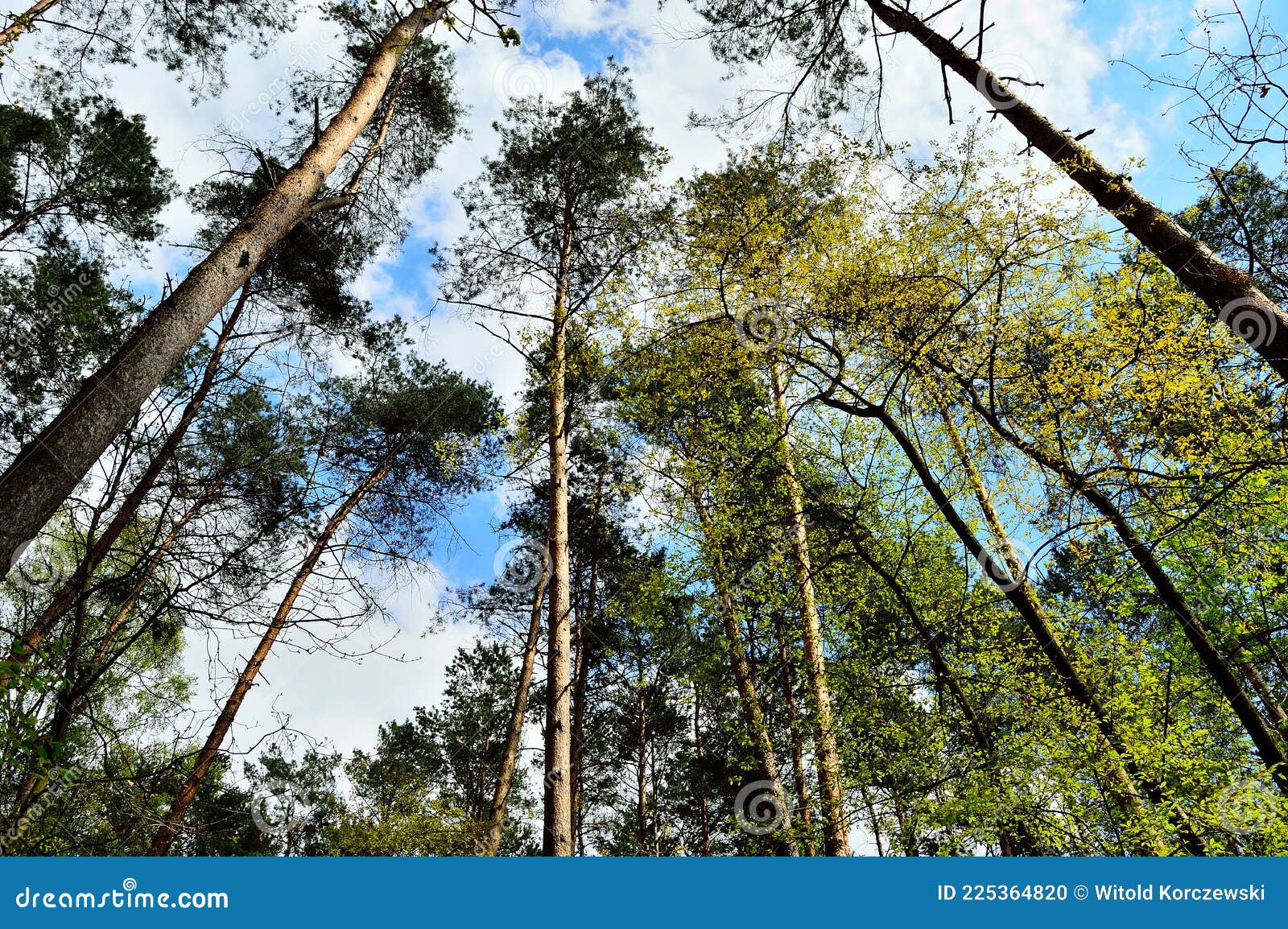 Canopy of Trees Against the Backdrop of Clouds and Sky. Summer. Day ...