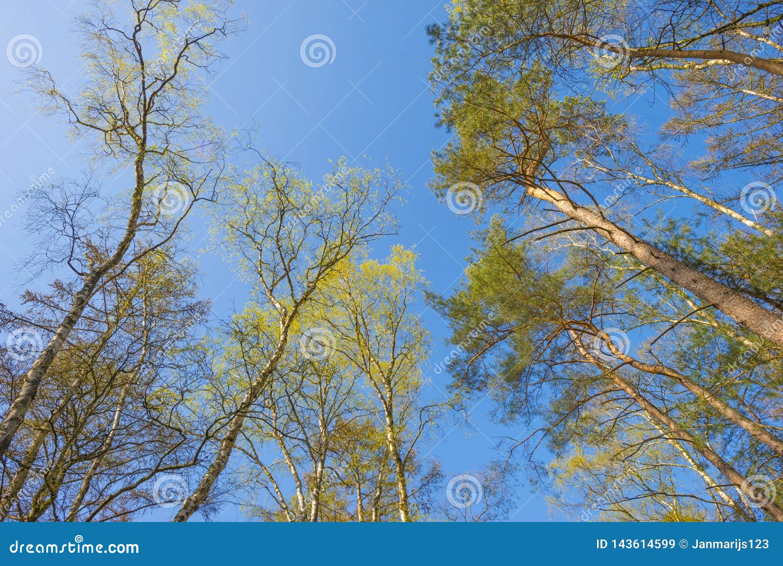 Canopy of Trees in a Blue Sky in Sunlight in Spring Stock Image - Image ...