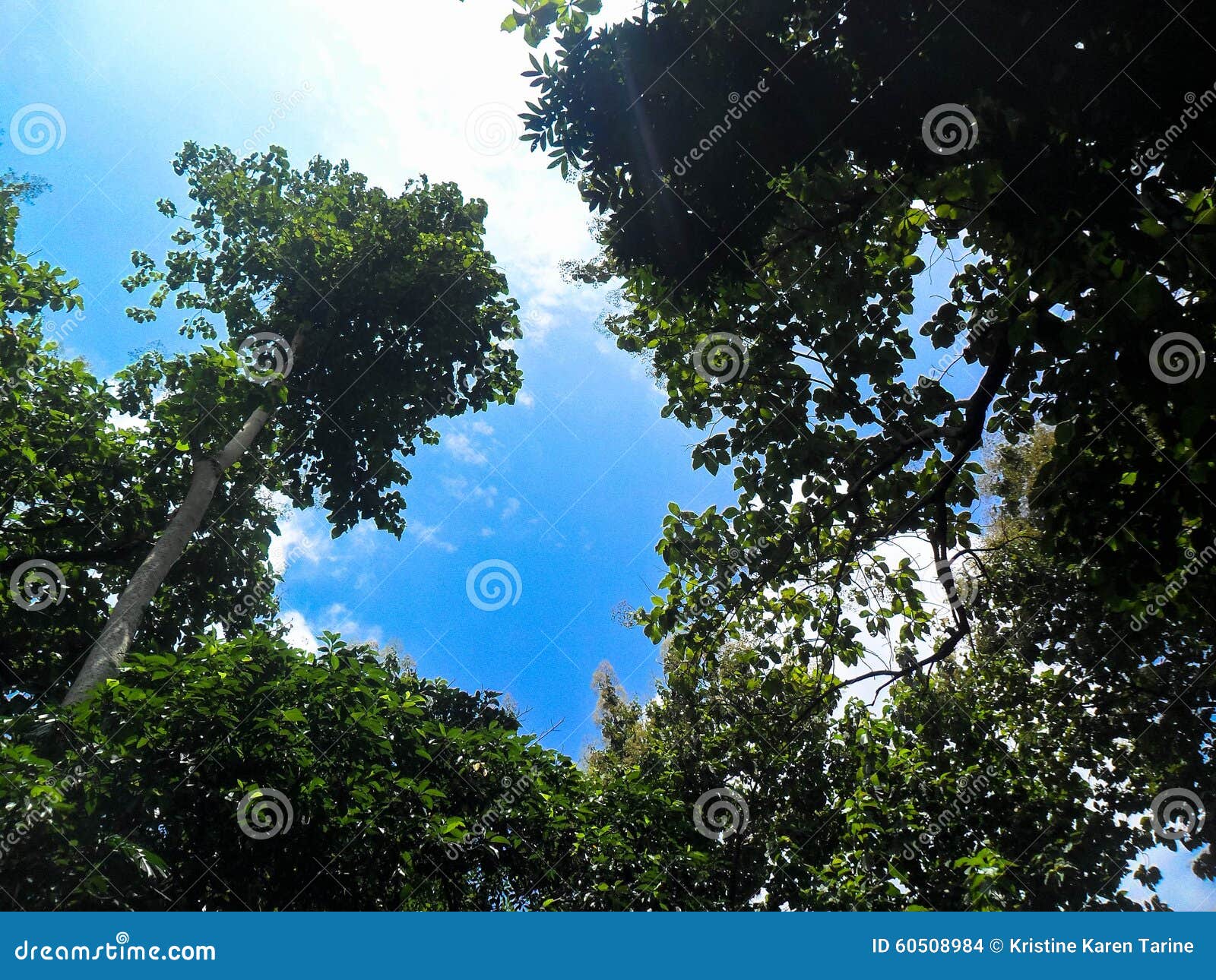 Canopy of Trees in a Clear Blue Sky Stock Photo - Image of blue ...