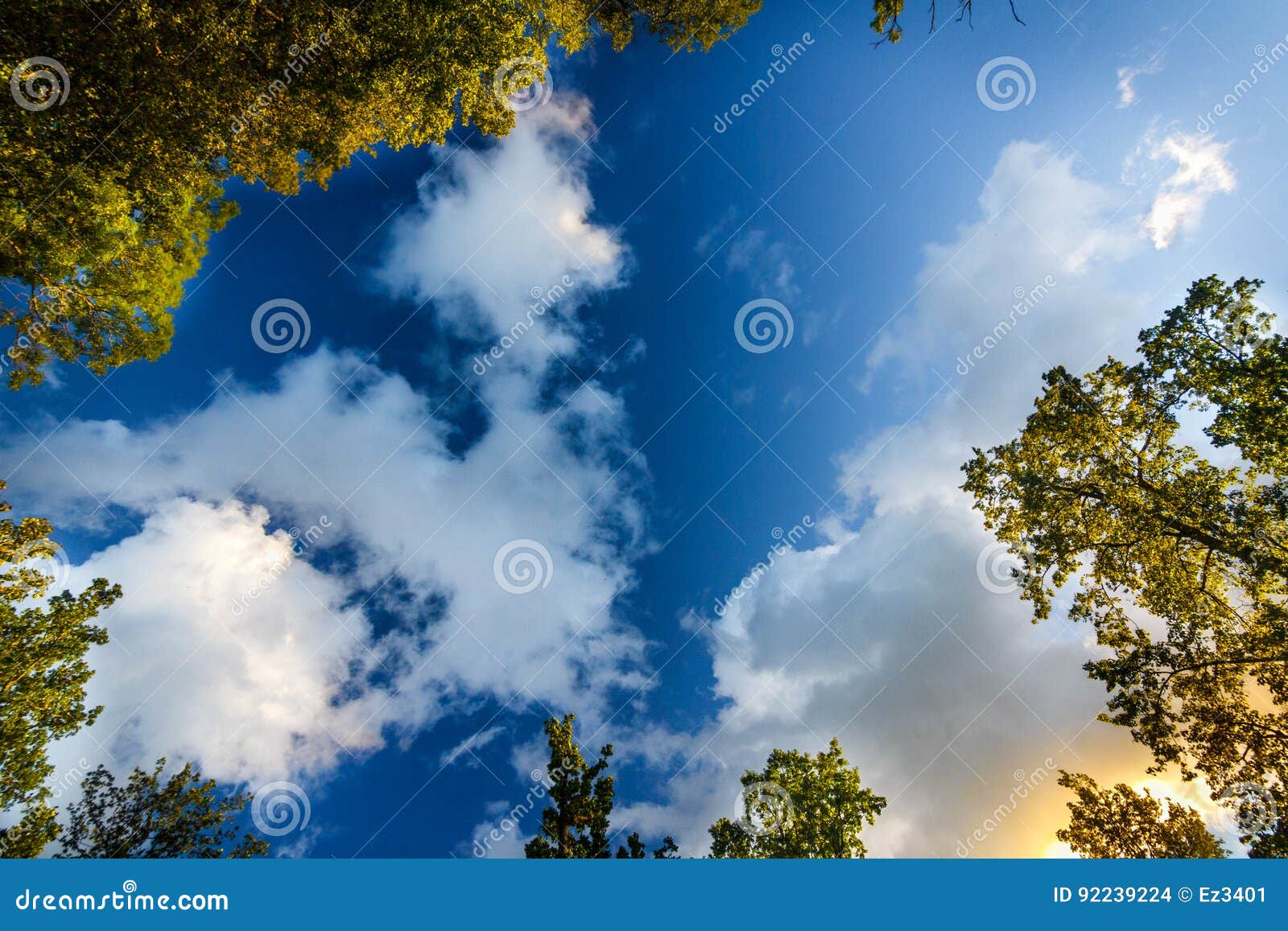 Canopy of Trees Framing a Blue Clouded Sky with Sunshine in Corn Stock ...