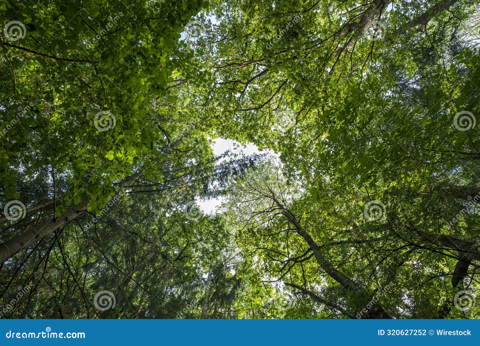 The Canopy of the Trees, Looking Up from Below in a Wooded Area Stock ...