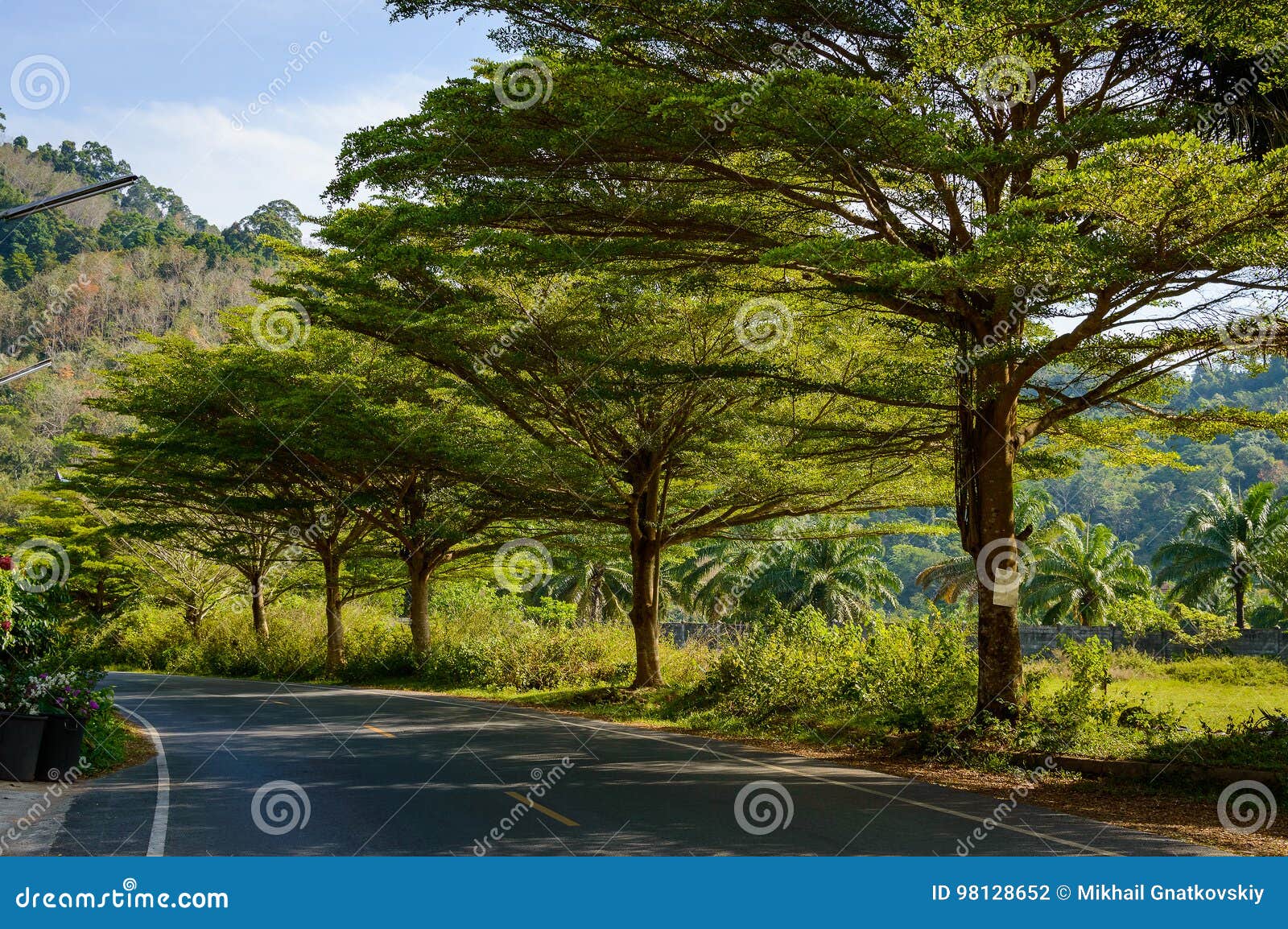 Canopy of Trees Over a Lonely Road Stock Photo - Image of landscape ...