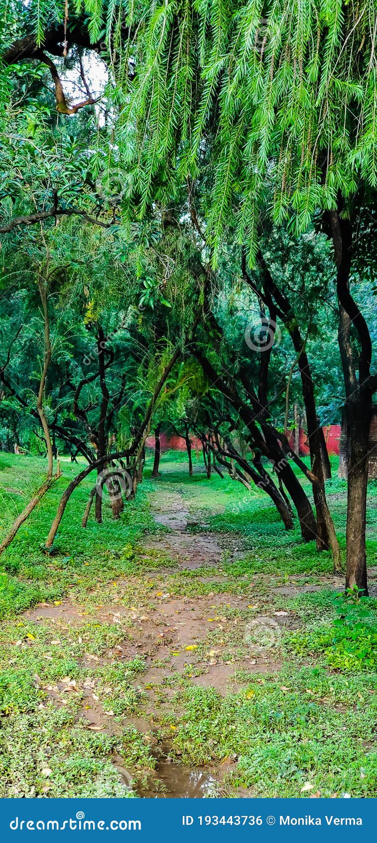 Canopy of trees in a park stock photo. Image of tree - 193443736