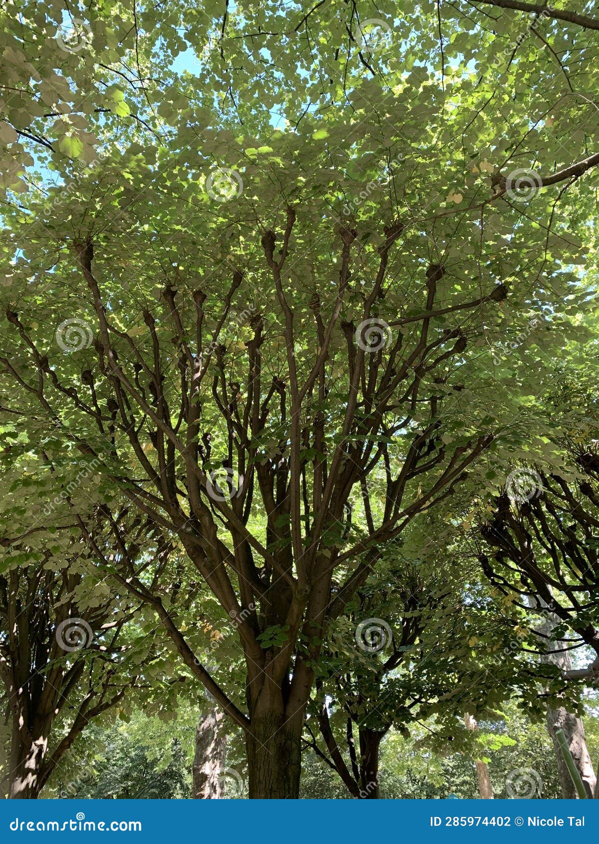 Canopy of Treetops stock photo. Image of sunlight, shrub - 285974402