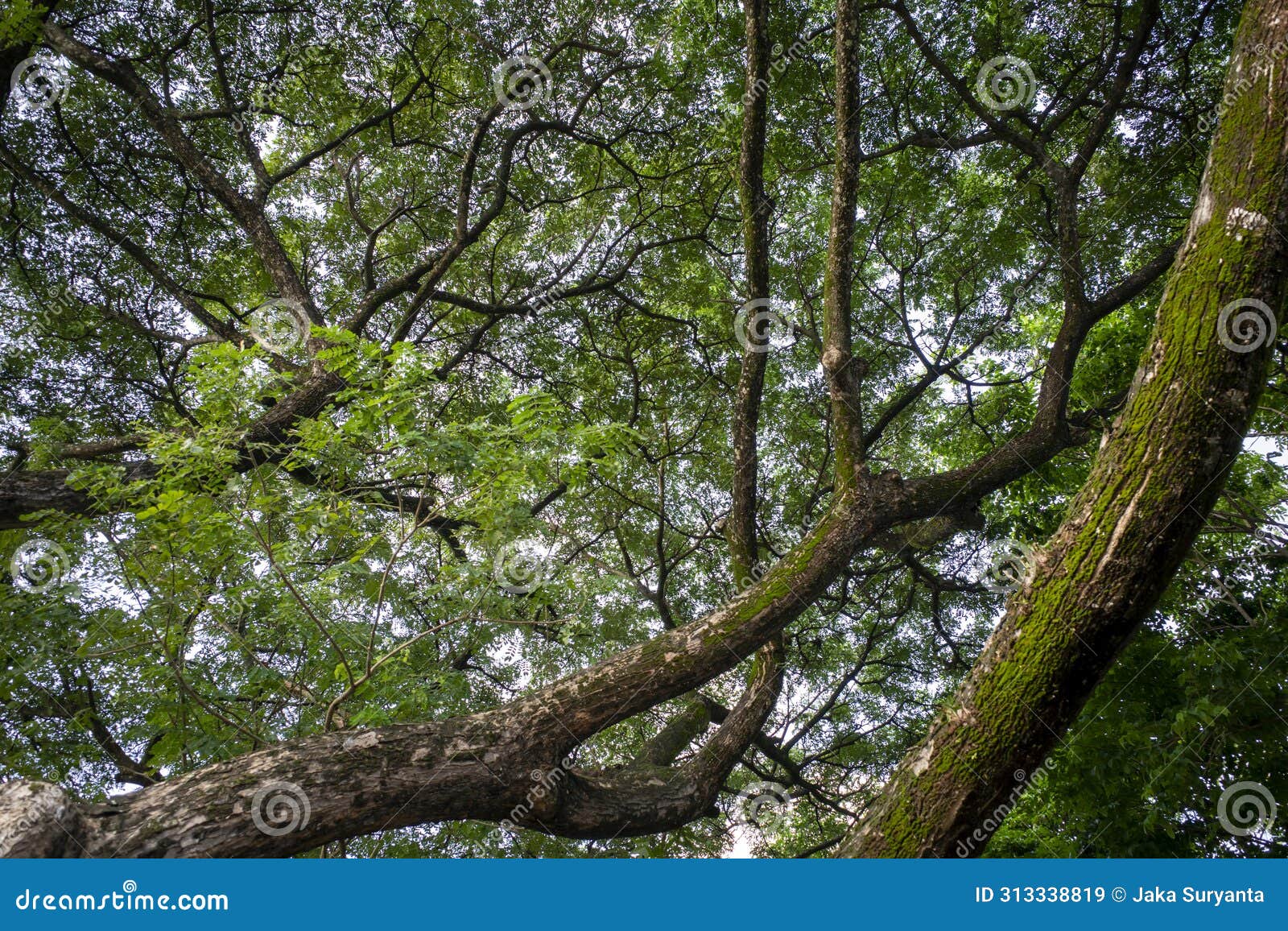 Canopy of Trembesi (Samanea Saman), the Rain Tree, Monkey Pod Tree ...