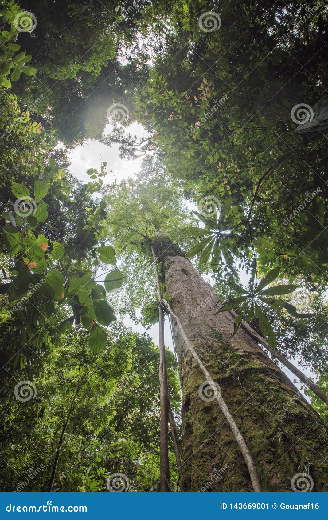 Canopy of a Tropical Jungle Seen from the Floor Stock Image - Image of ...