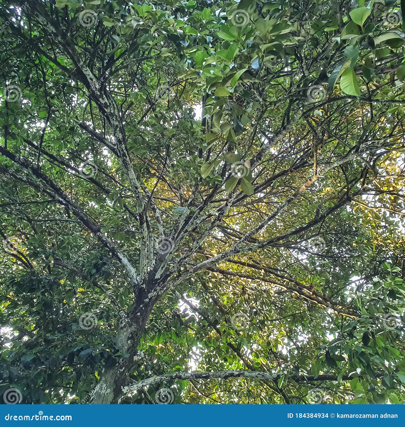 The Canopy View Under the Tree Stock Photo - Image of green, tree ...