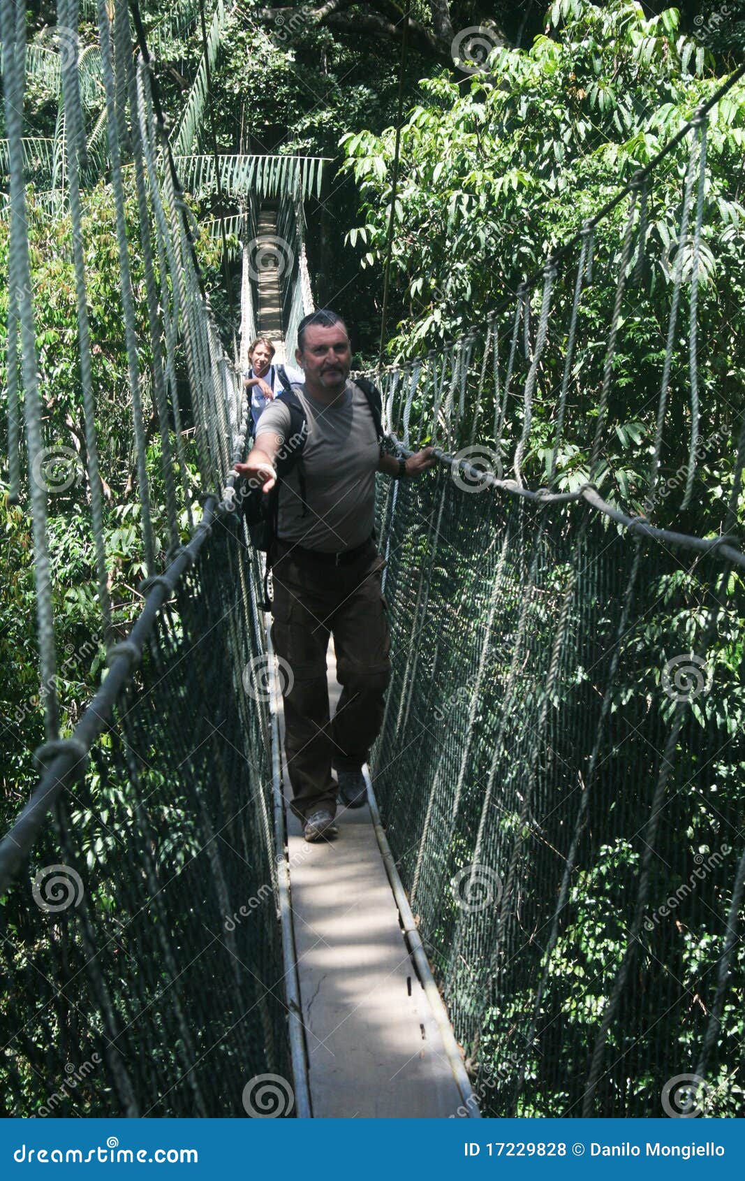Canopy walk editorial stock photo. Image of tourism, rain - 17229828