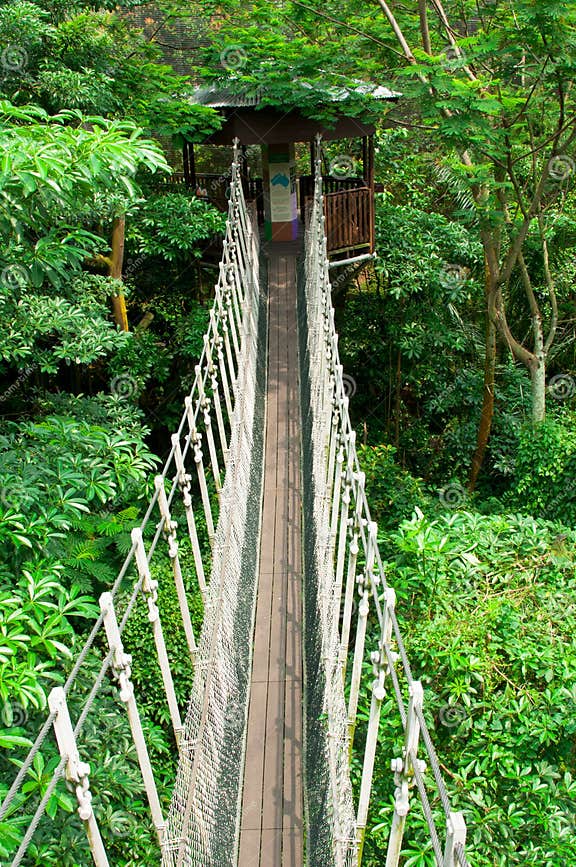 Canopy Walk stock photo. Image of jurong, asia, bird - 19773524
