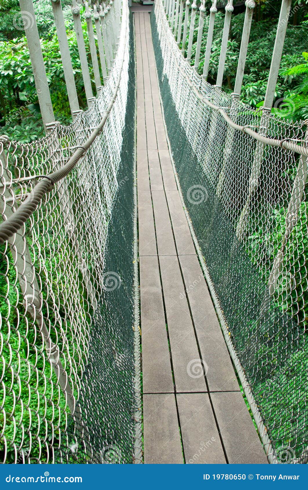 Canopy Walk stock photo. Image of bridge, countryside - 19780650