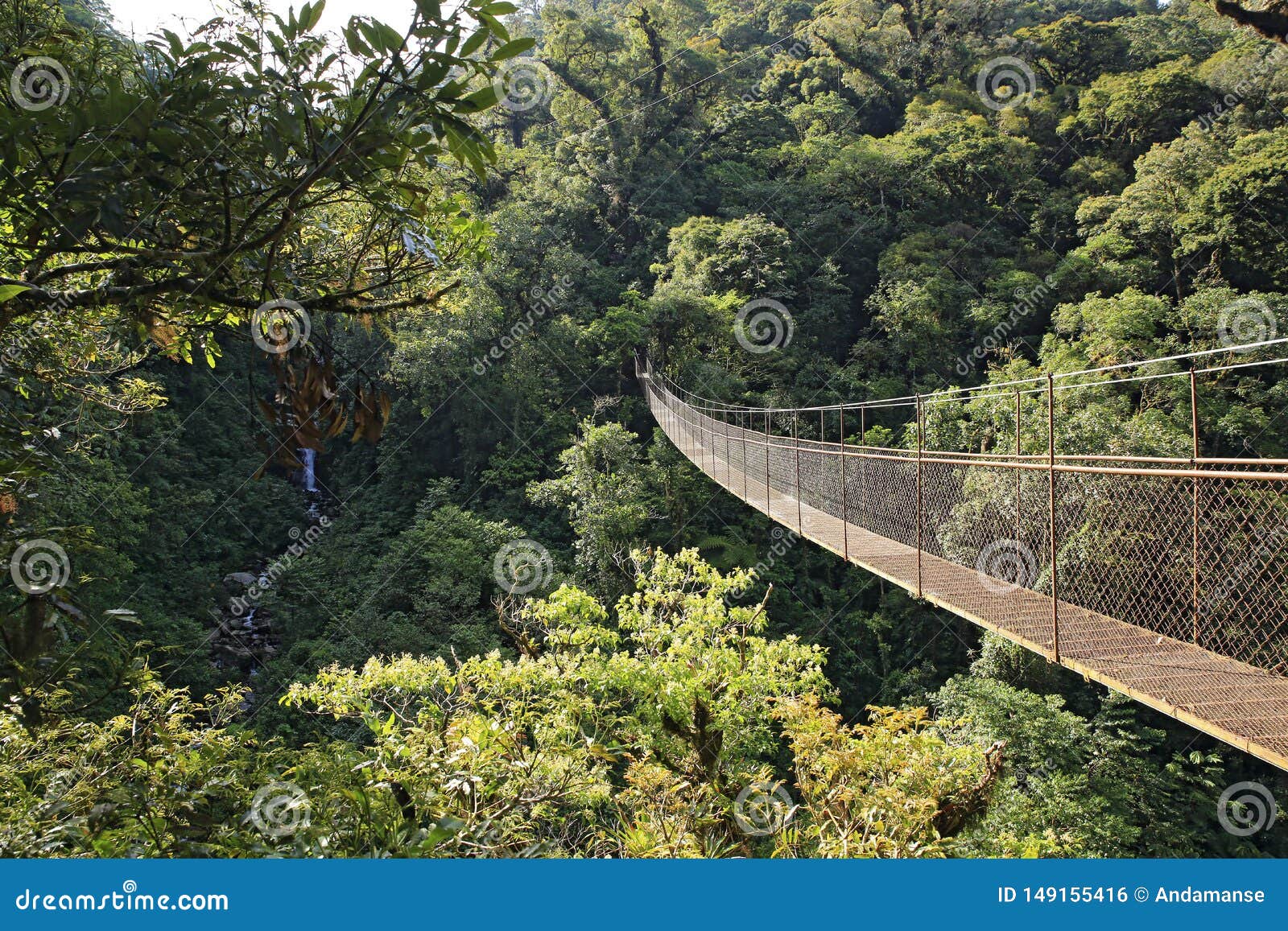 Canopy Walk Boquete stock photo. Image of tree, walk - 149155416