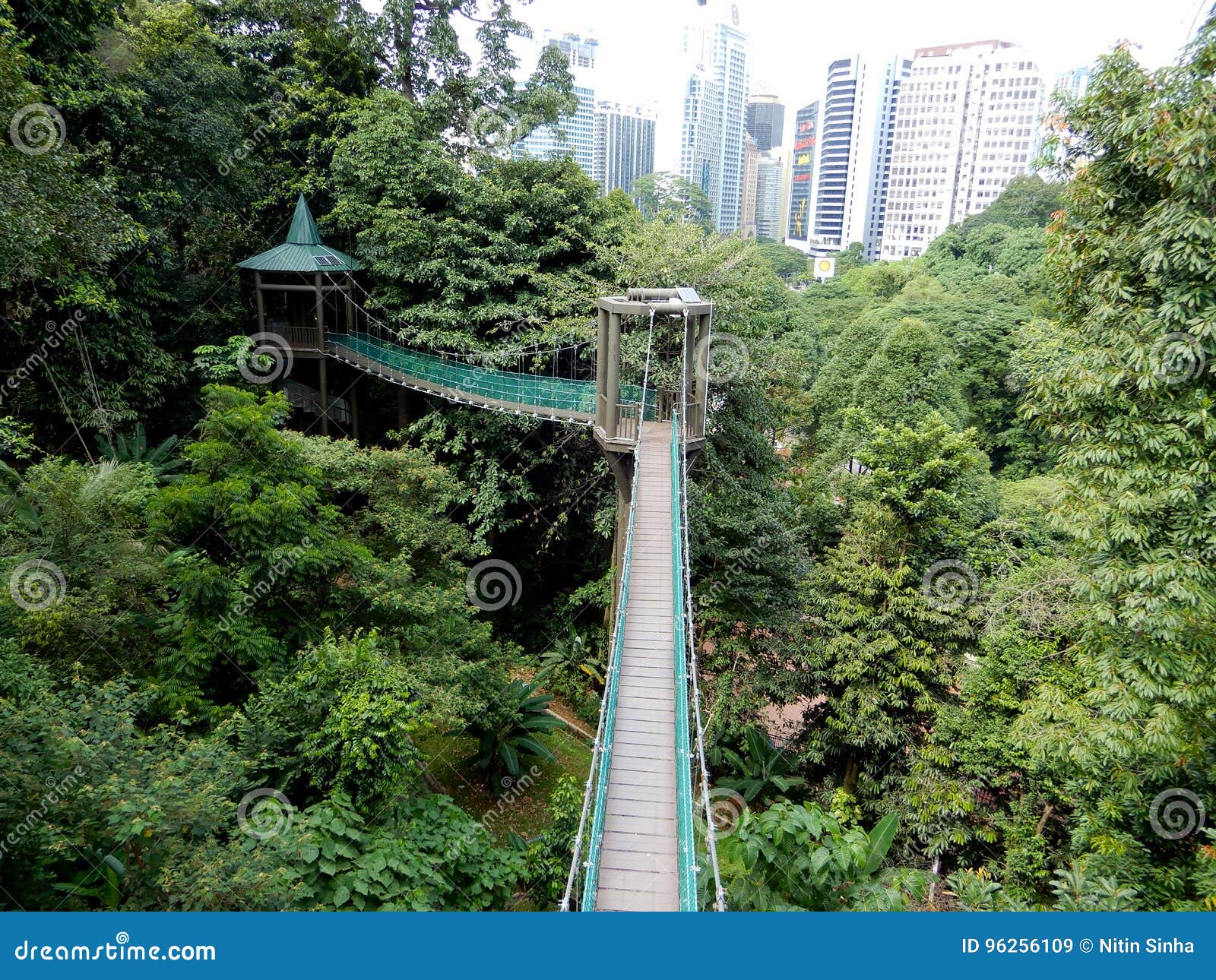 Canopy walk editorial stock image. Image of trekking - 96256109