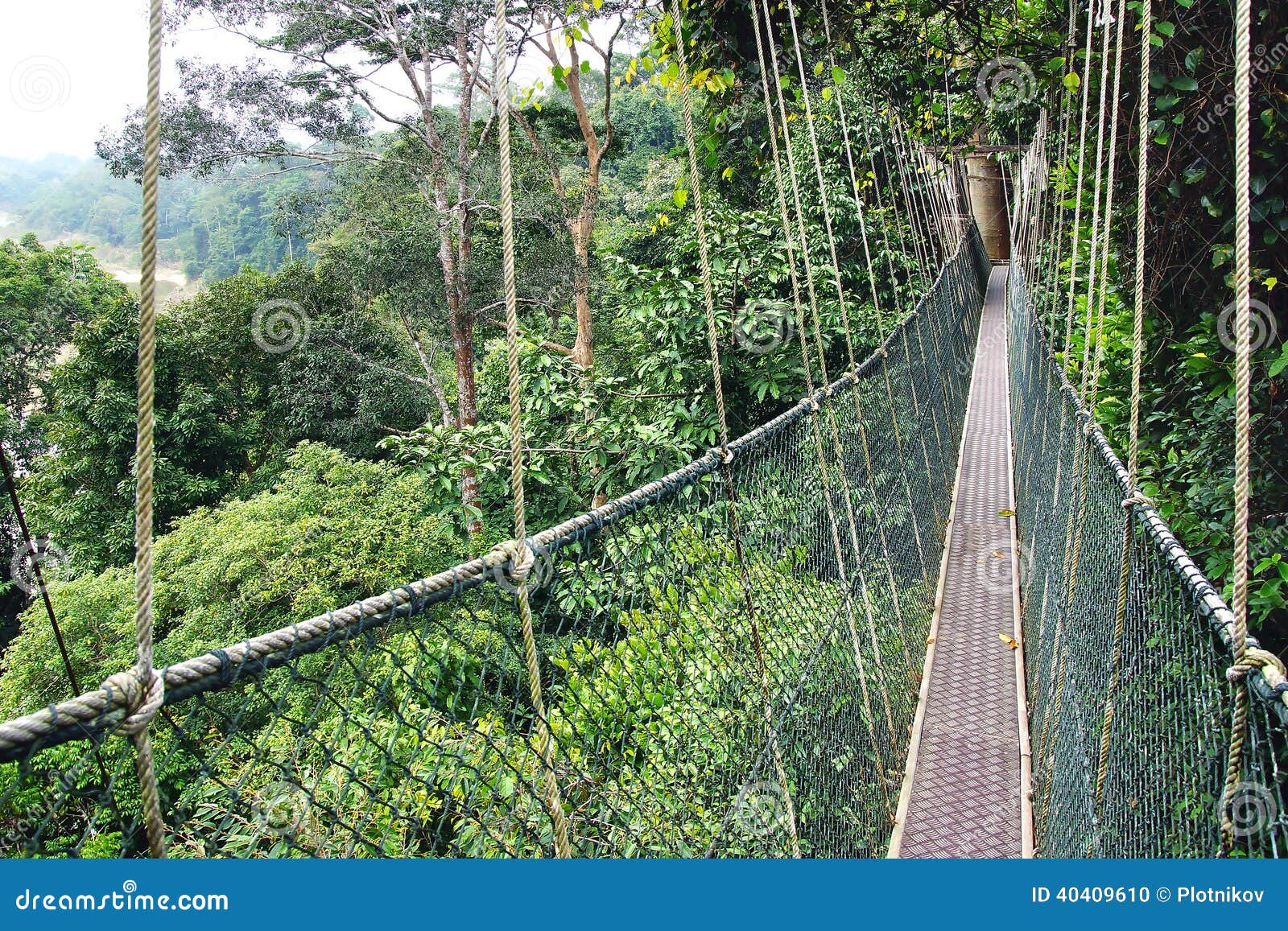 Canopy Walk Tower In The Rainforest Discovery Centre In Sepilok, Borneo ...