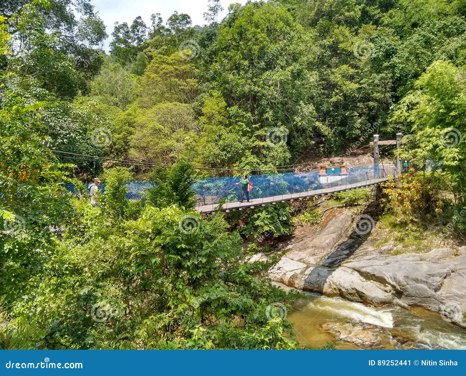 Canopy Walk stock image. Image of boardwalk, forest, canopy - 89252441