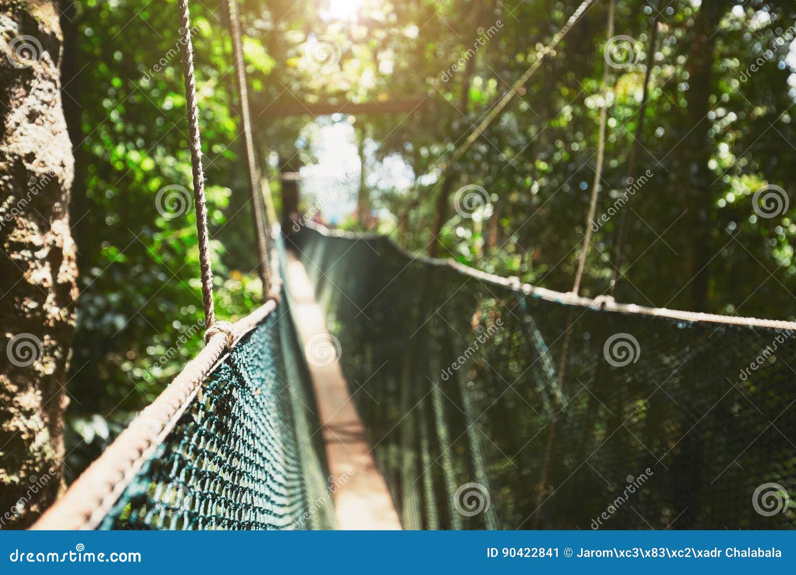 Canopy walk in rainforest stock image. Image of pedestrian - 90422841