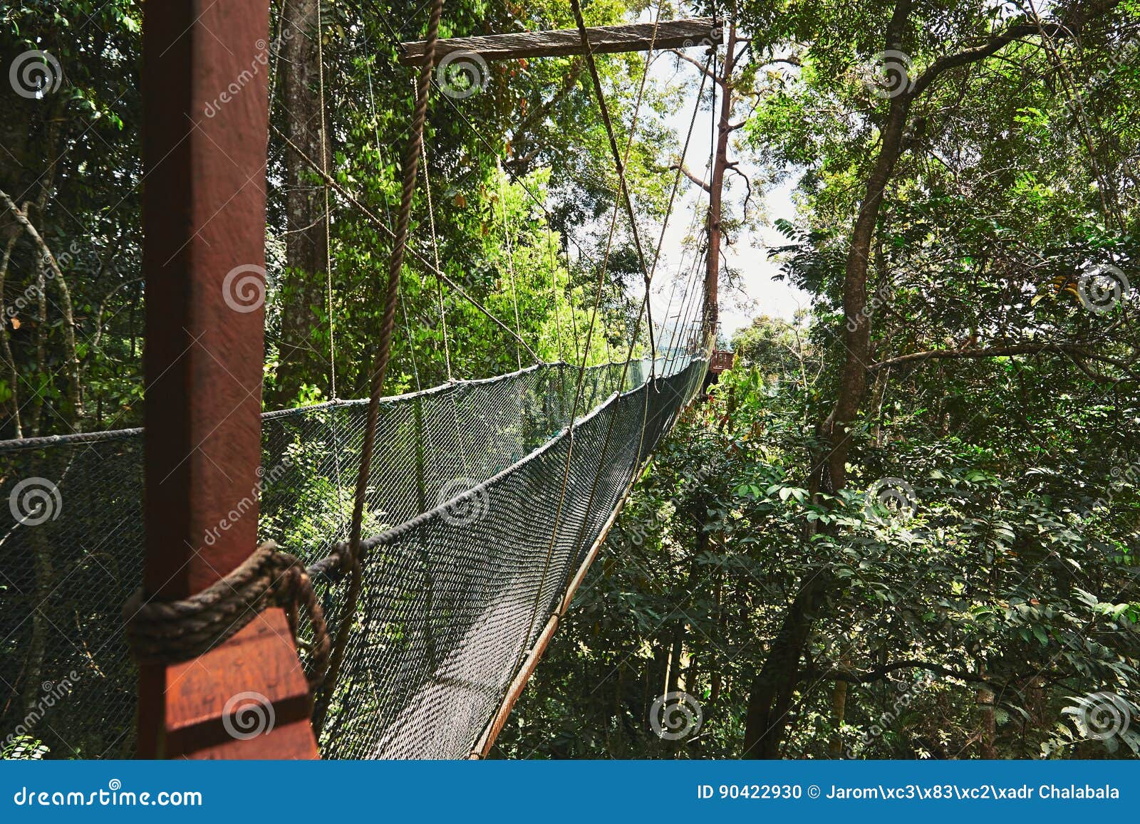 Canopy walk in rainforest stock photo. Image of elevated - 90422930
