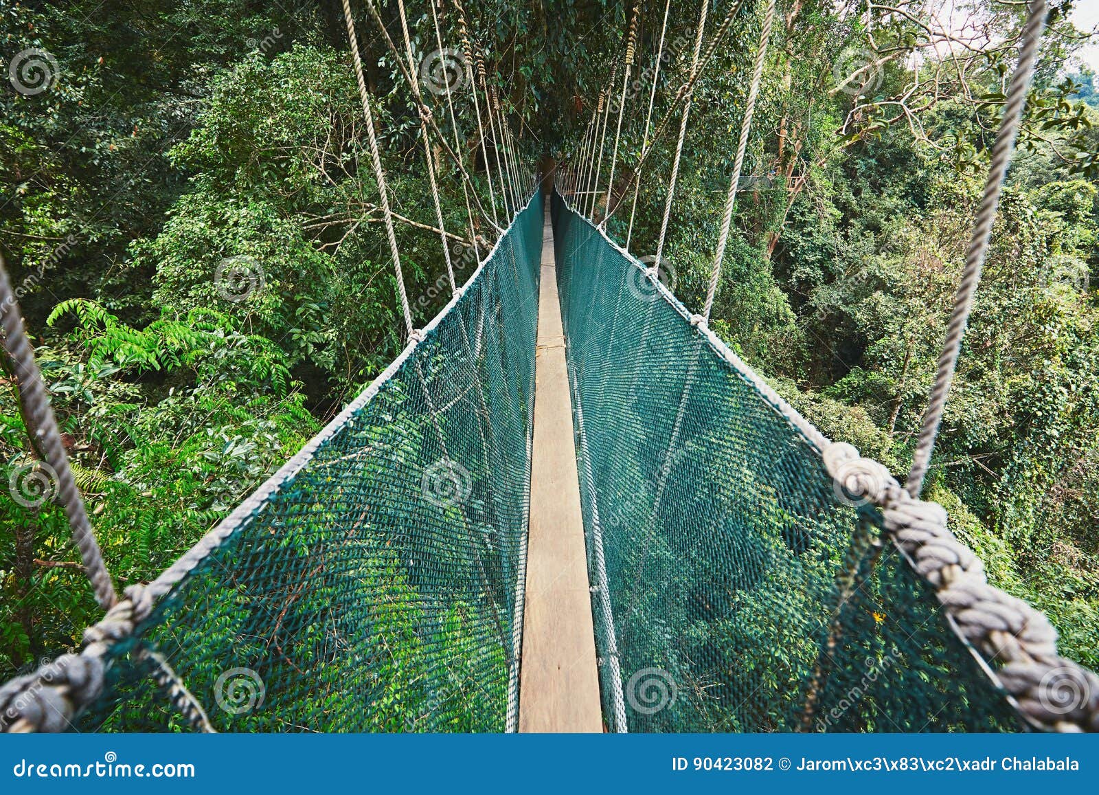 Canopy walk in rainforest stock photo. Image of canopy - 90423082