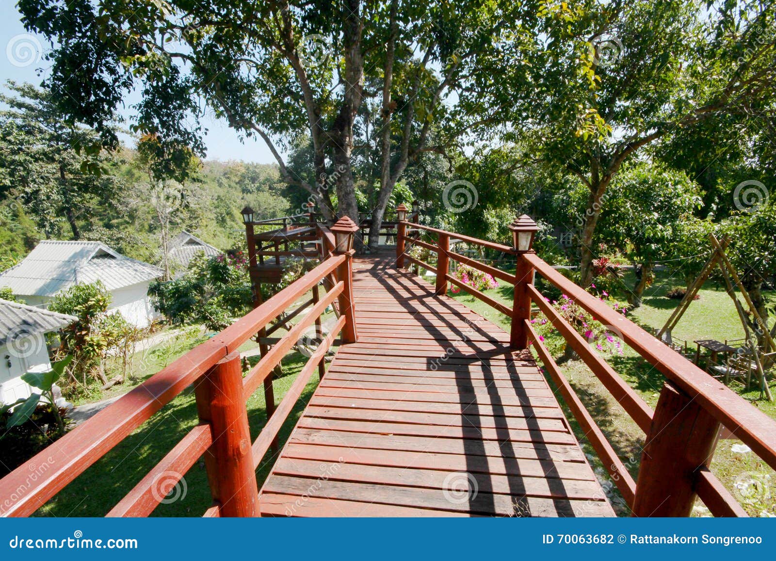 Canopy Walk in a Tropical Forest Stock Photo - Image of green, foliage ...
