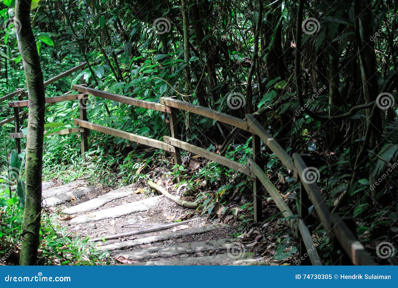 Canopy walk view stock image. Image of background, building - 74730305