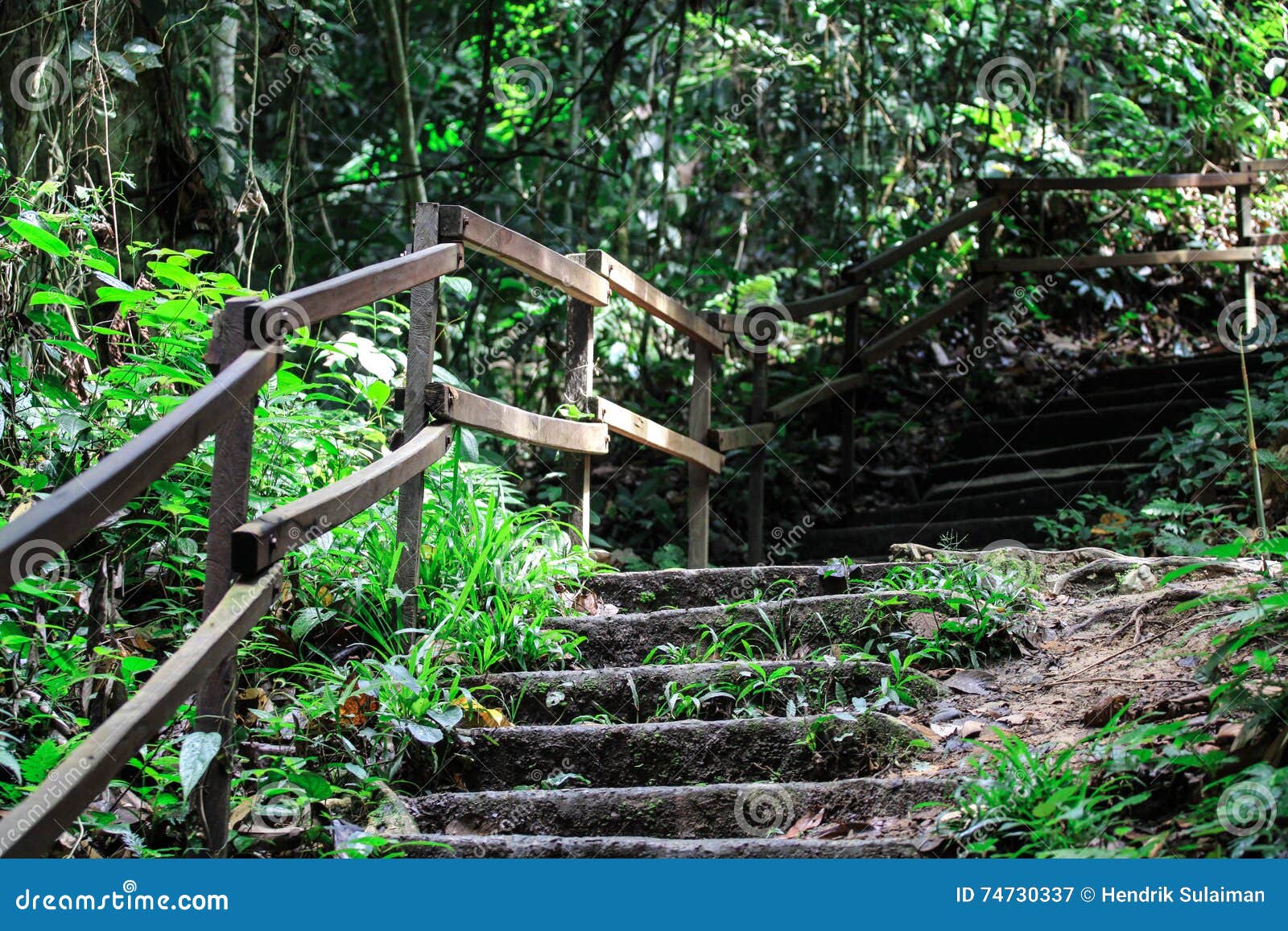 Canopy walk view stock image. Image of category, modern - 74730337