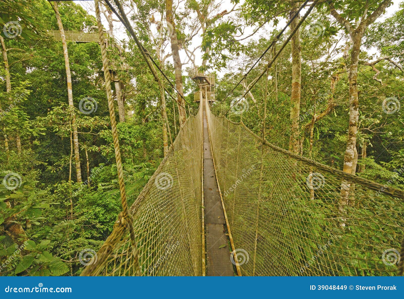 Canopy Walkway in the Rain Forest Stock Image - Image of forest ...