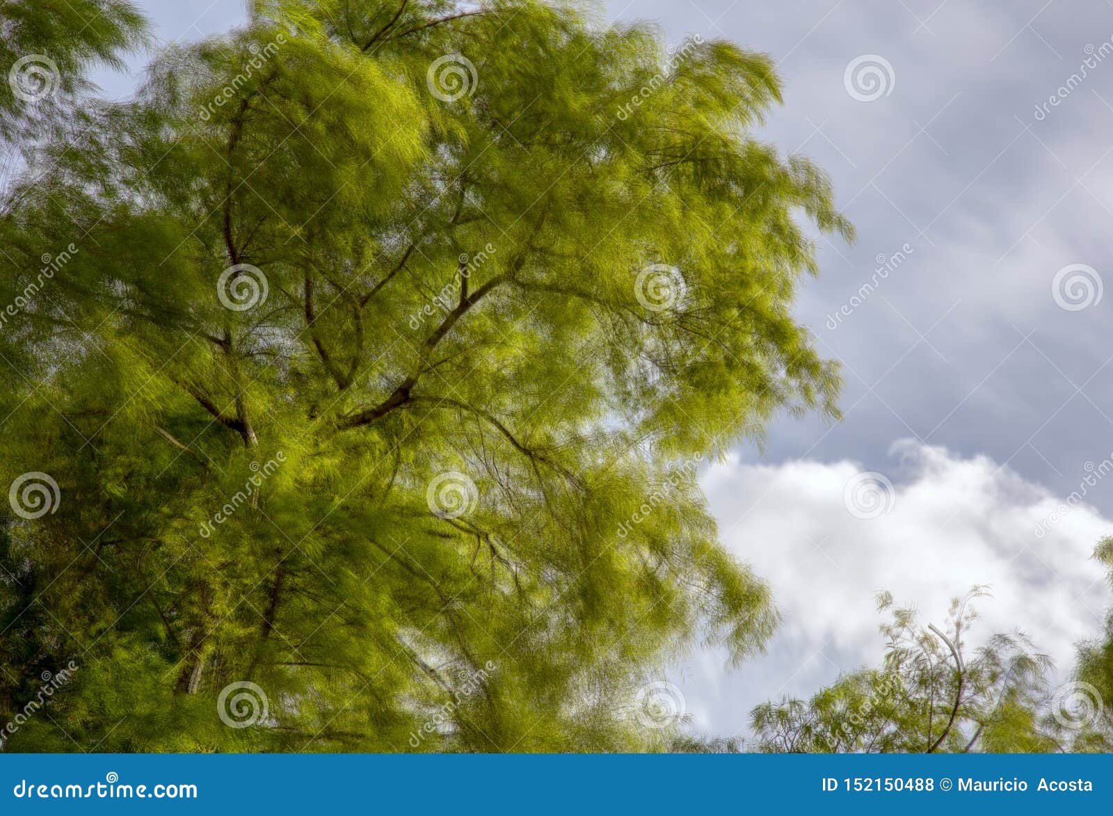 Strong Wind Trees
