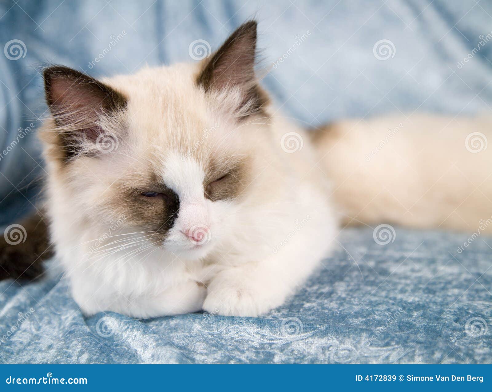 Cansado de jugar imagen de archivo. Imagen de mentira - 4172839