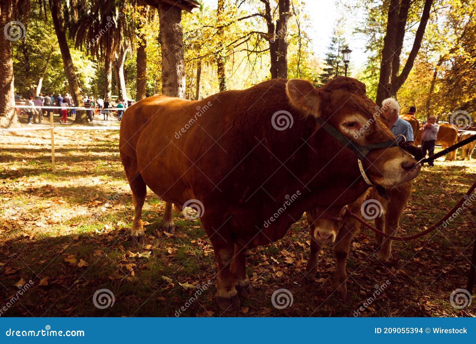 The Great Bull -nandhi- Statue Of The Ancient Brihadisvara Temple In ...