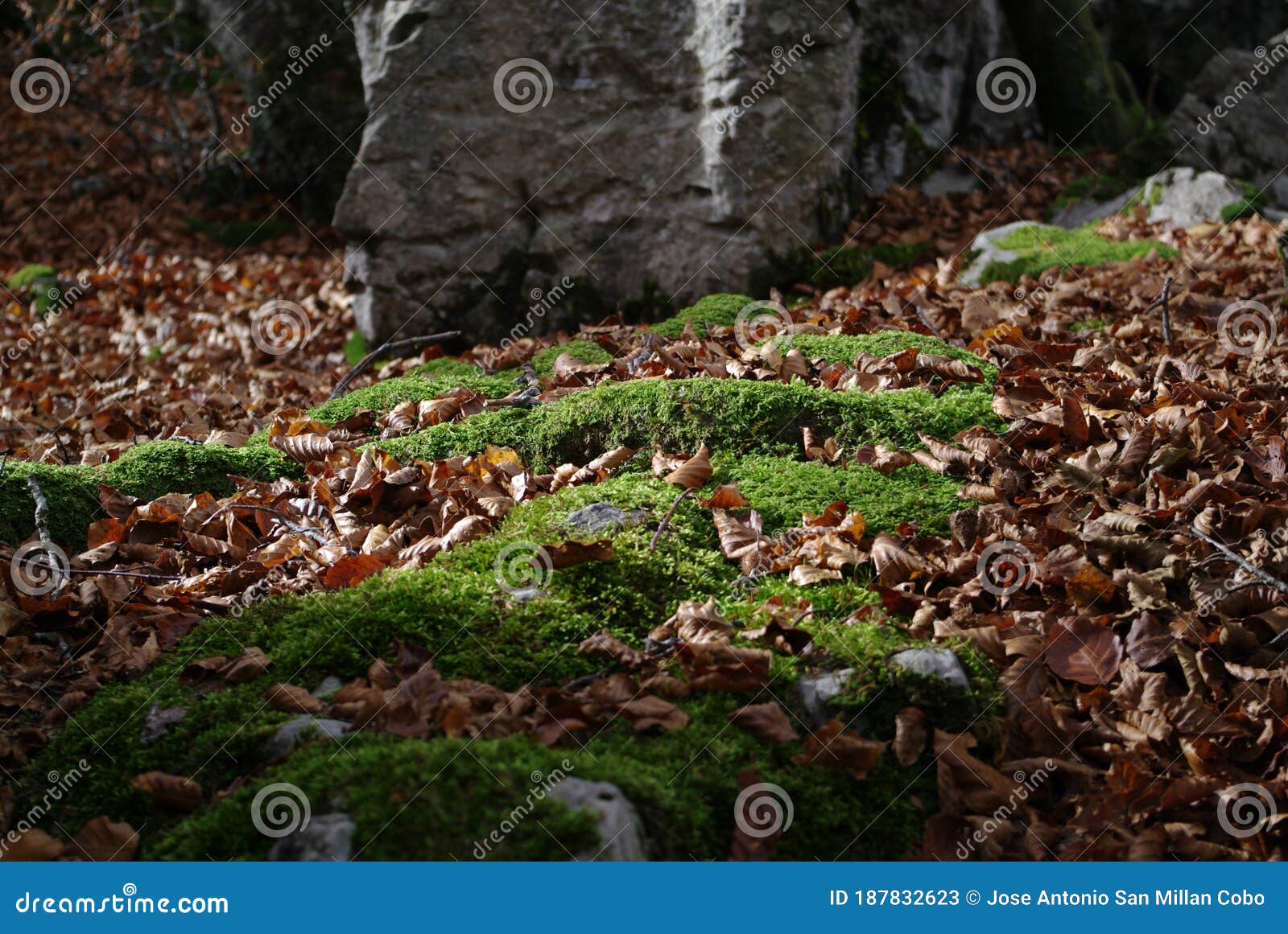 Cantabrian Mountains, Beech and Oak Forest in Autumn, when the Leaves ...