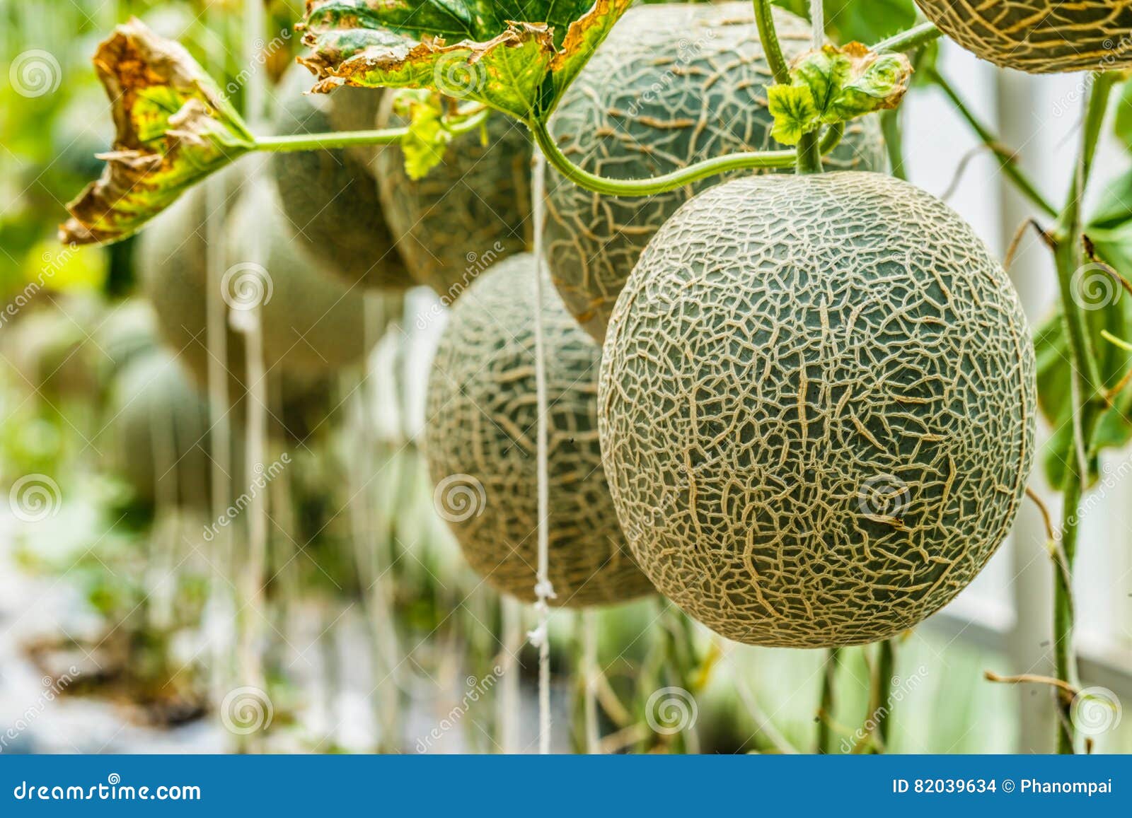 Cantaloupe. Fresh Melon on Tree Stock Photo - Image of garden, crop ...